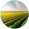 Smart Crop Mapping and Acreage Insights for Agri-Input Firms