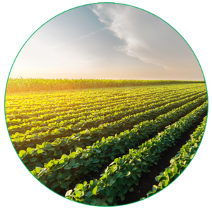 Smart Crop Mapping and Acreage Insights for Agri-Input Firms