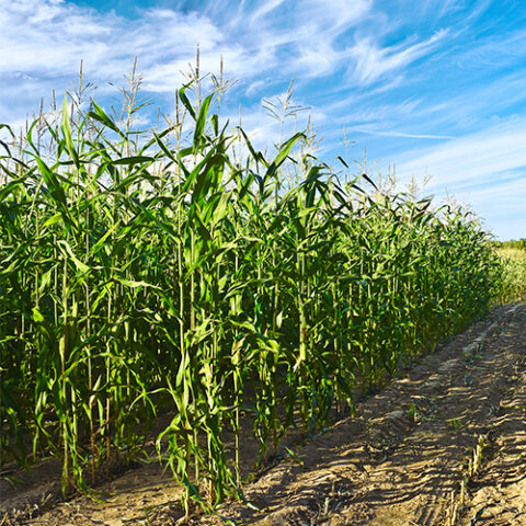 Smart Crop Mapping and Acreage Insights for Agri-Input Firms